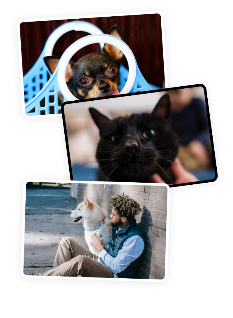 Veterinarian in West Caldwell | Vets Near Me | The Gentle Vet