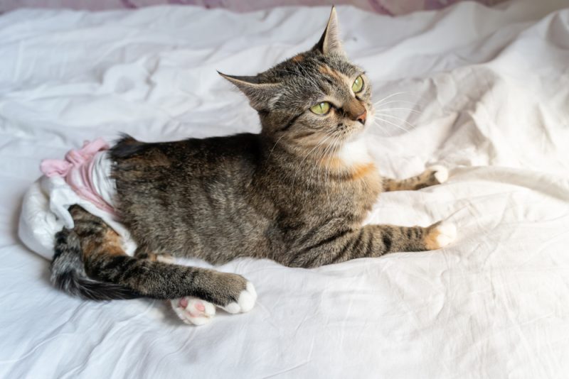 Understanding Urinary Blockages in Cats: Expert Insights - The Gentle Vet